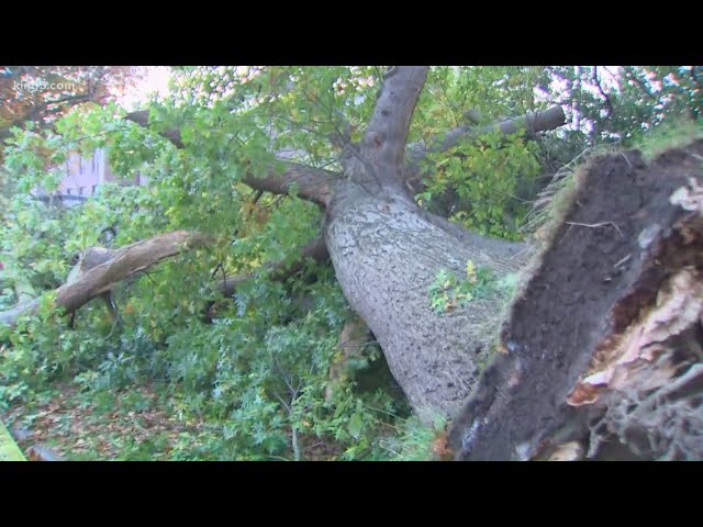 Massive tree falls in Seattle's Ballard neighborhood Seattle Fire ...