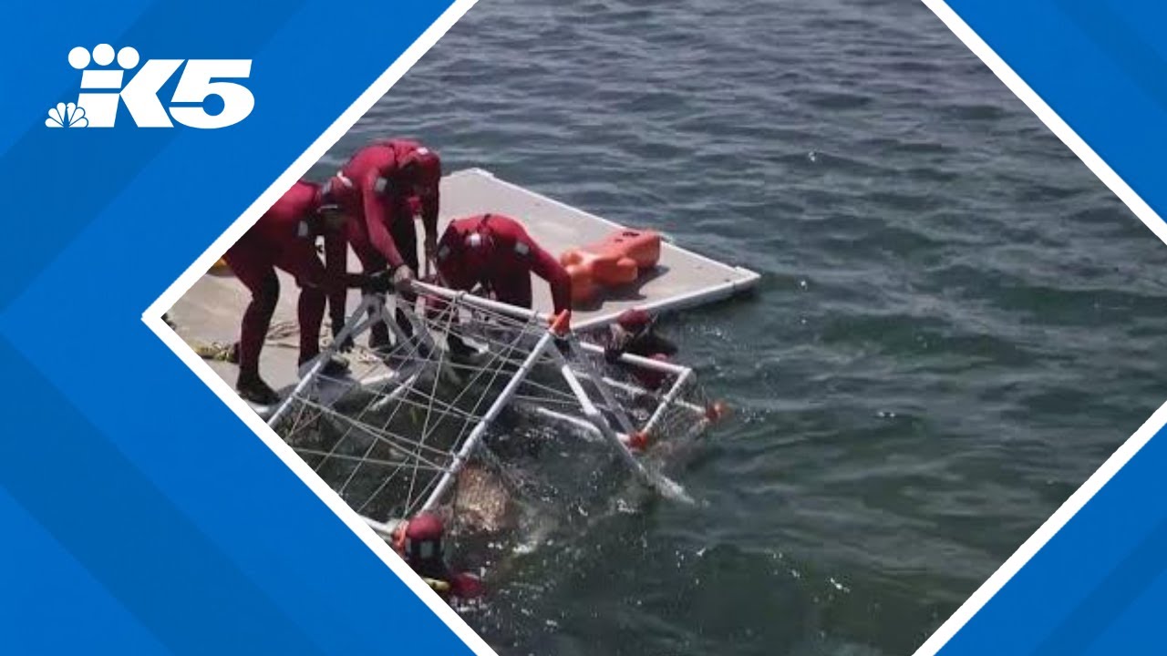 Multiple agencies take part in rescue swimmer certification course ...